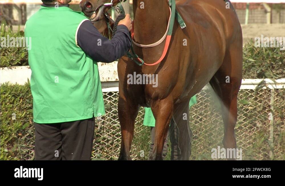 Hosing down Stock Videos & Footage - HD and 4K Video Clips - Alamy