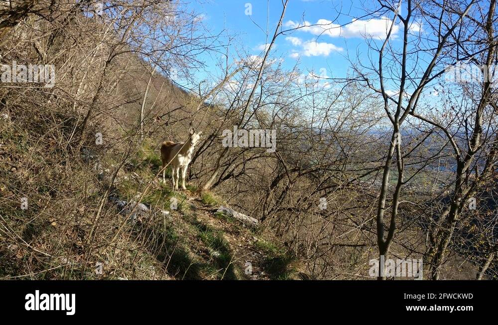 Billy the goat Stock Videos & Footage - HD and 4K Video Clips - Alamy