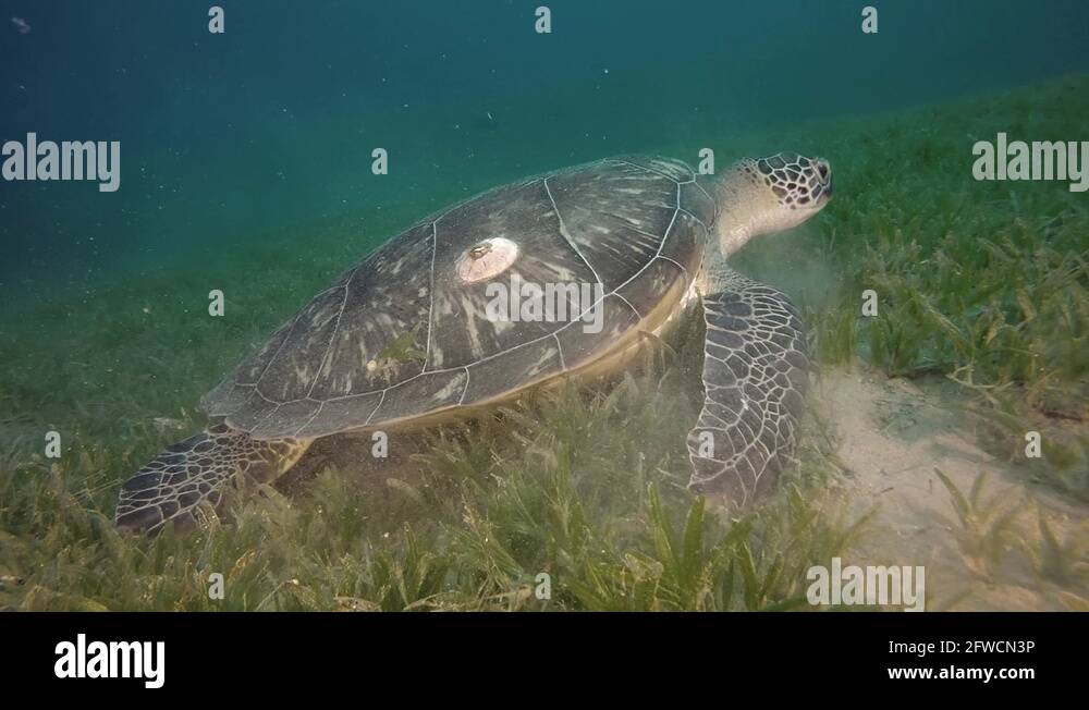 sea turtle with a parasite on the shell Red sea bottom Egypt Dahab ...