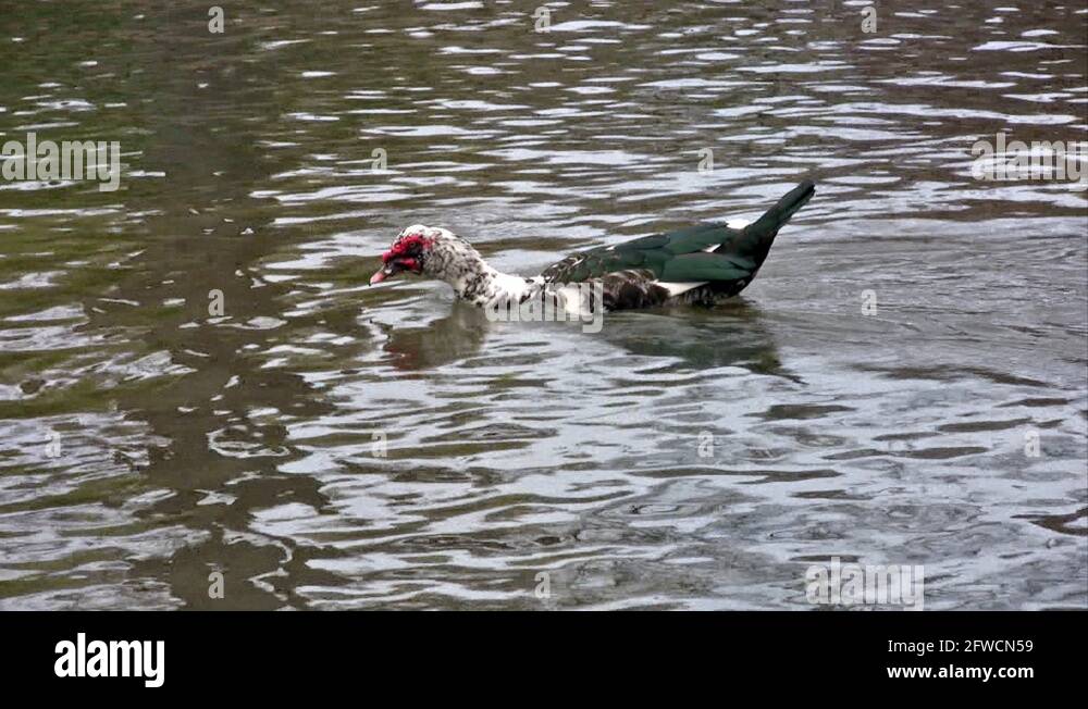 Wart duck Stock Videos & Footage - HD and 4K Video Clips - Alamy