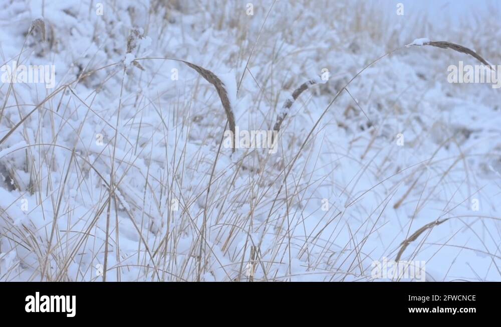 Reeds in snow Stock Videos & Footage - HD and 4K Video Clips - Alamy