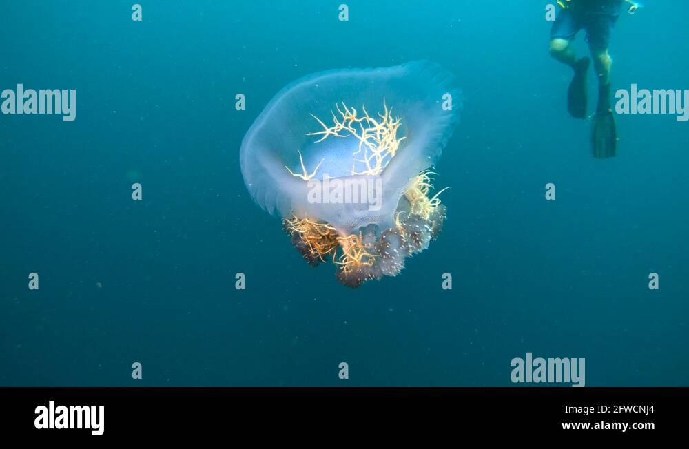 Starfish jellyfish Stock Videos & Footage - HD and 4K Video Clips - Alamy