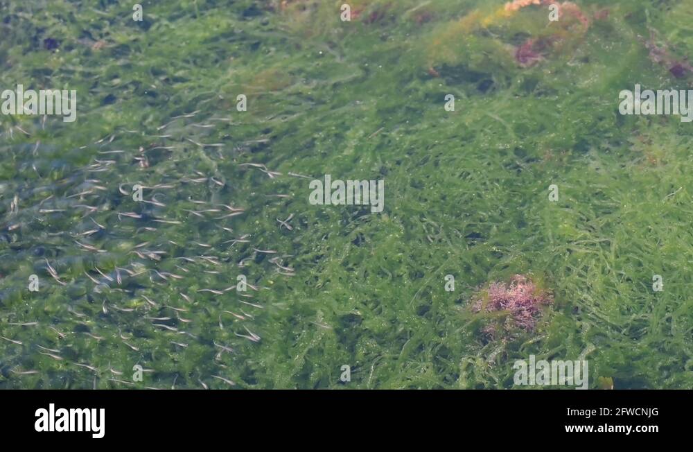 Rock pool on beach Stock Videos & Footage - HD and 4K Video Clips - Alamy