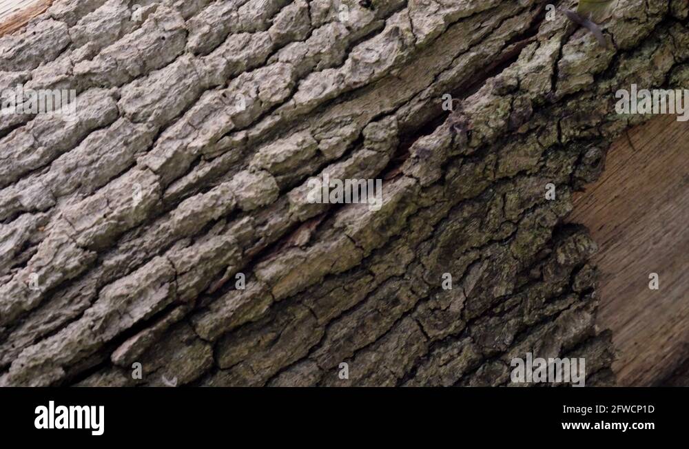 Oak bark pattern Stock Videos & Footage - HD and 4K Video Clips - Alamy