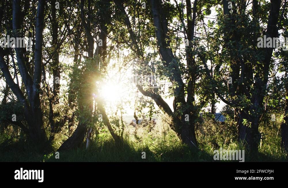 Transitioning trees Stock Videos & Footage - HD and 4K Video Clips - Alamy