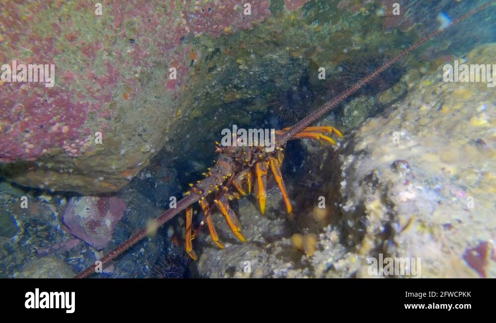 Spiny rock lobster Stock Videos & Footage - HD and 4K Video Clips - Alamy