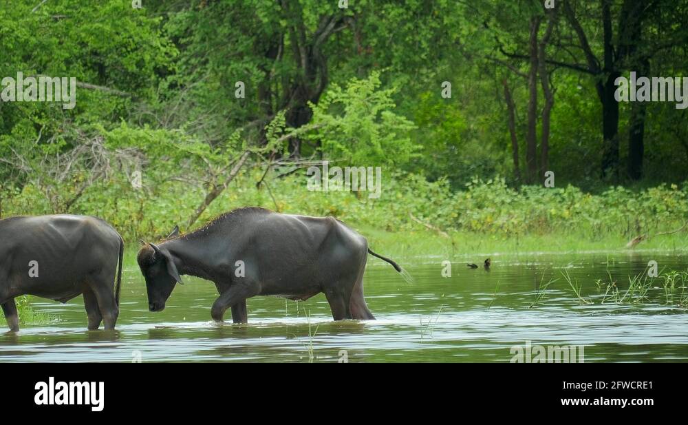 Water buffalo in its habitat Stock Videos & Footage - HD and 4K Video ...