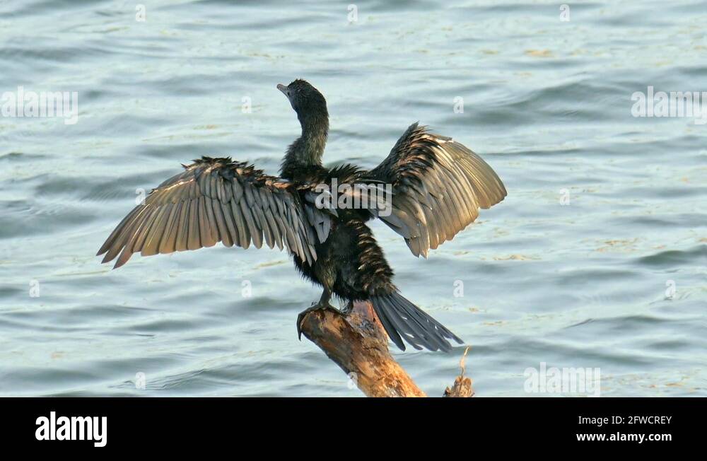 Bird drying wings lake Stock Videos & Footage - HD and 4K Video Clips ...