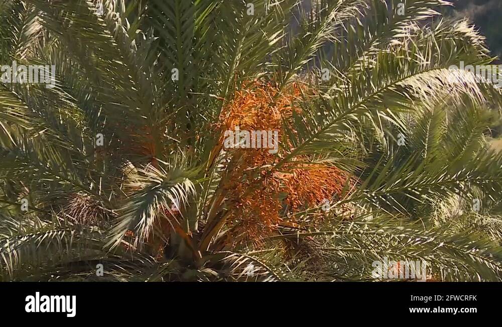 Date palm tree in north Africa - orange date Stock Video Footage - Alamy