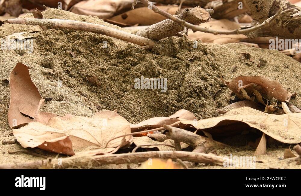 Working crab Stock Videos & Footage - HD and 4K Video Clips - Alamy