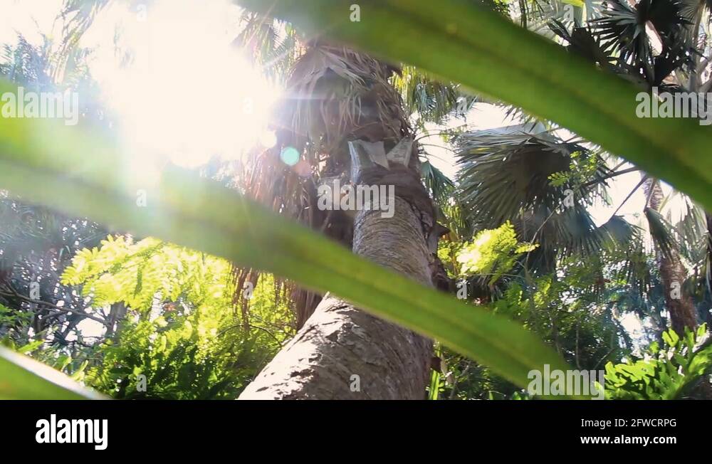 The leaning palm tree Stock Videos & Footage - HD and 4K Video Clips ...