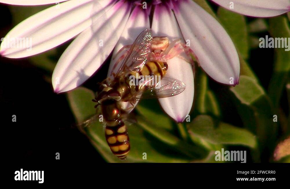 Spider and bee on flower Stock Videos & Footage - HD and 4K Video Clips ...