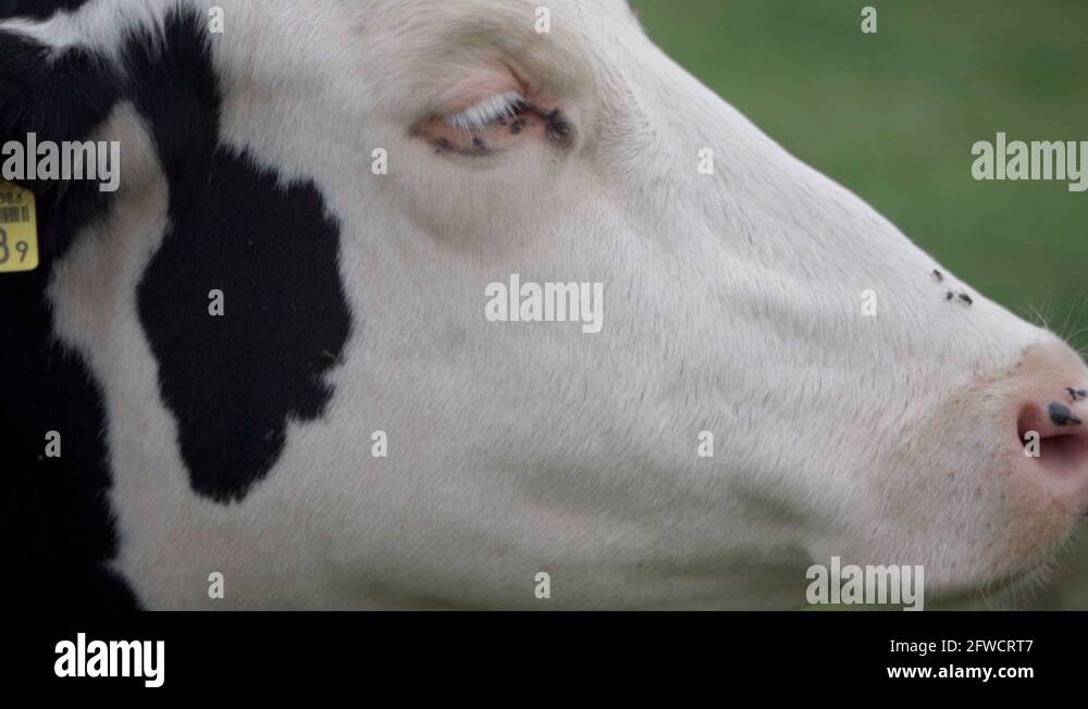 Cow no flies Stock Videos & Footage - HD and 4K Video Clips - Alamy