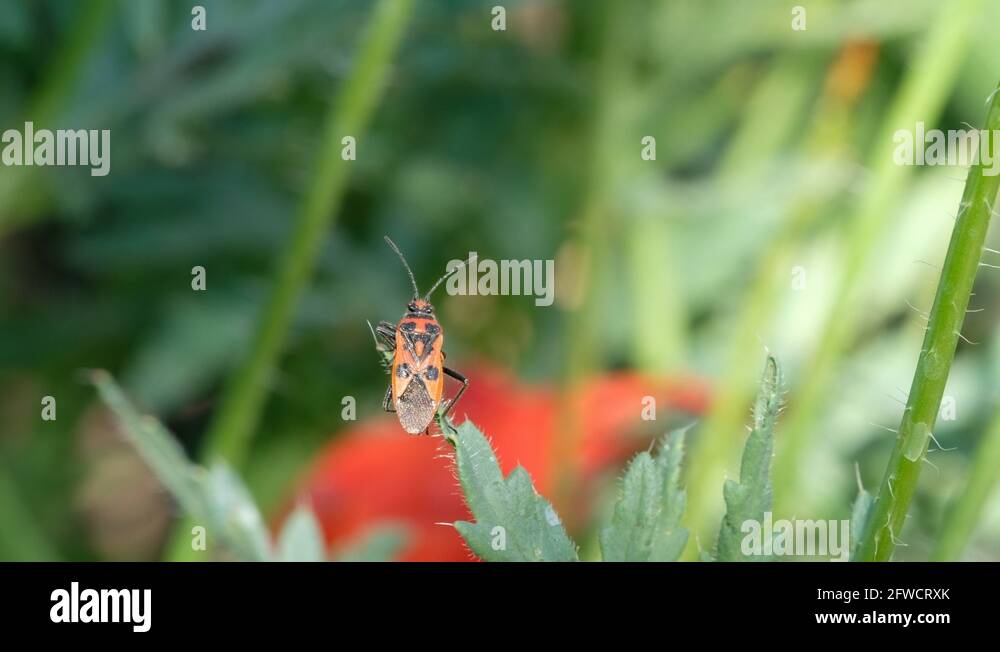 Insect by the fire Stock Videos & Footage - HD and 4K Video Clips - Alamy