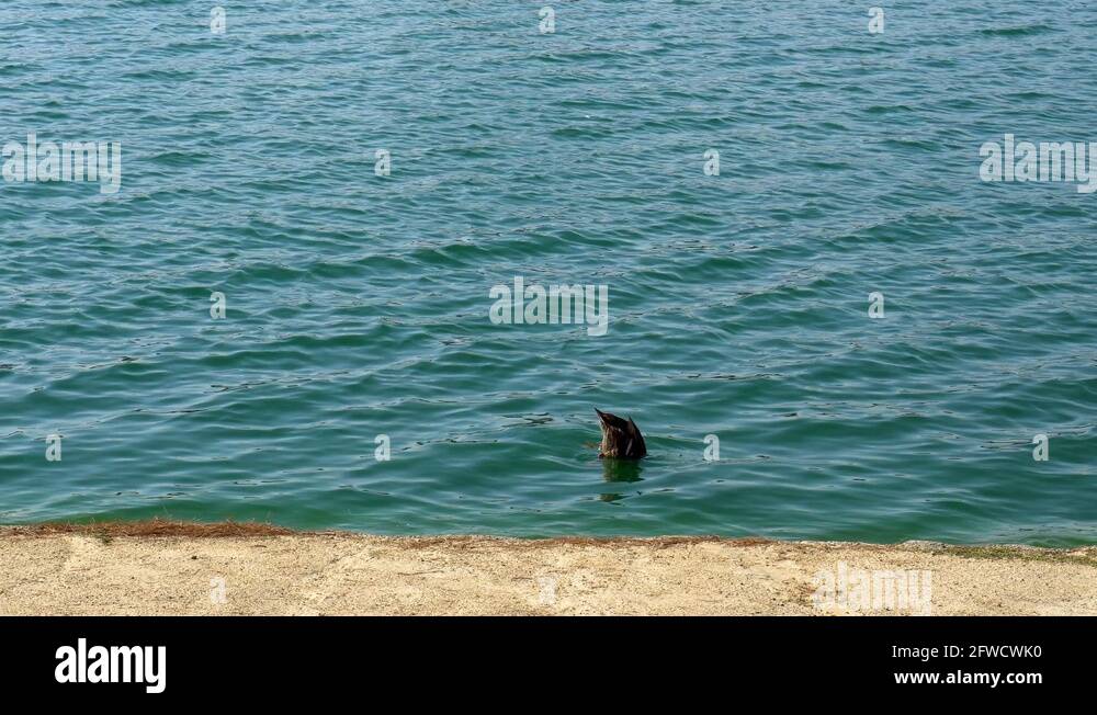 Duck dunking head underwater and floating upside down Stock Video ...