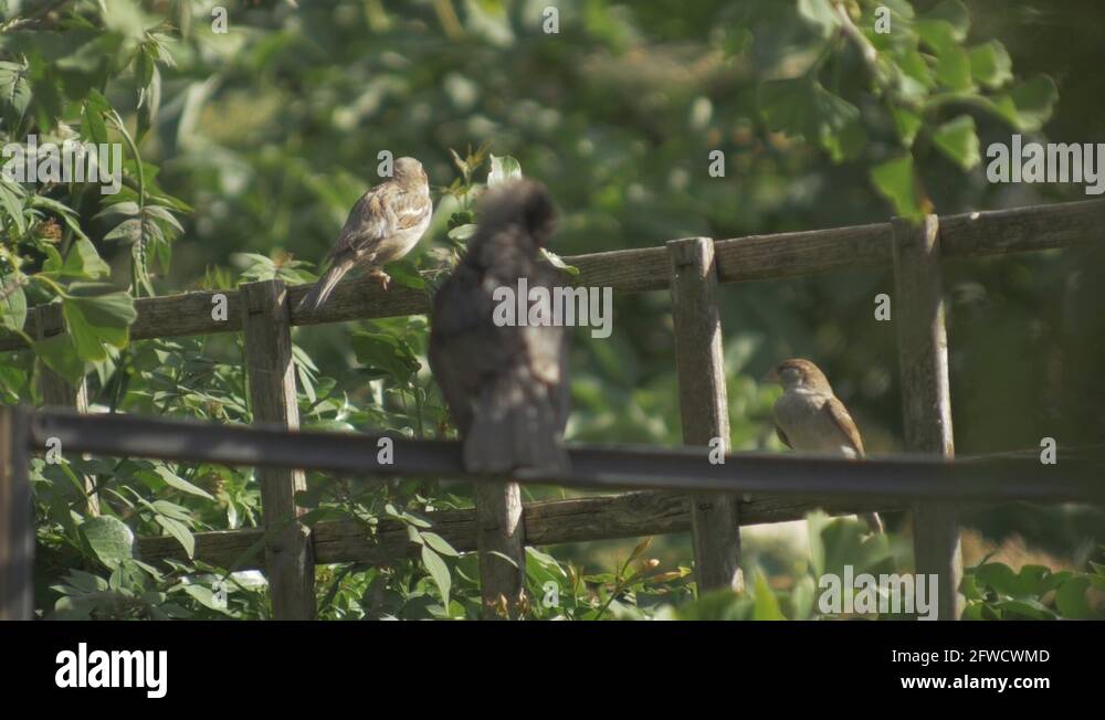 Wooden garden frame Stock Videos & Footage - HD and 4K Video Clips - Alamy