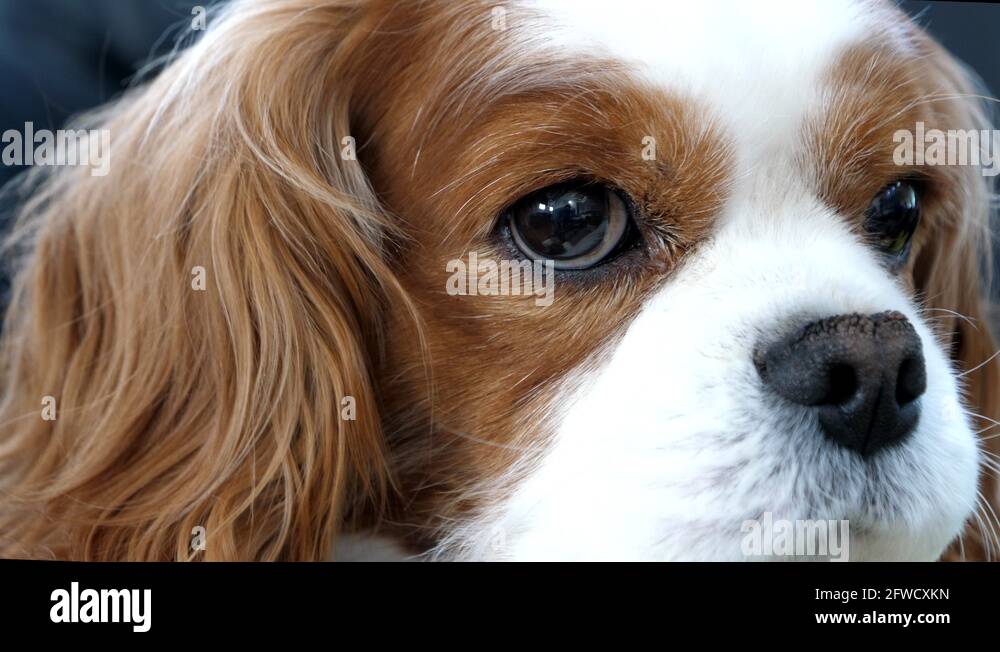 Worried dog expression Stock Videos & Footage - HD and 4K Video Clips ...
