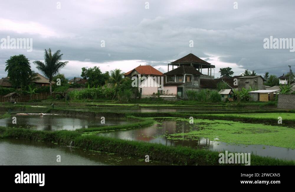Padi bali Stock Videos & Footage - HD and 4K Video Clips - Alamy