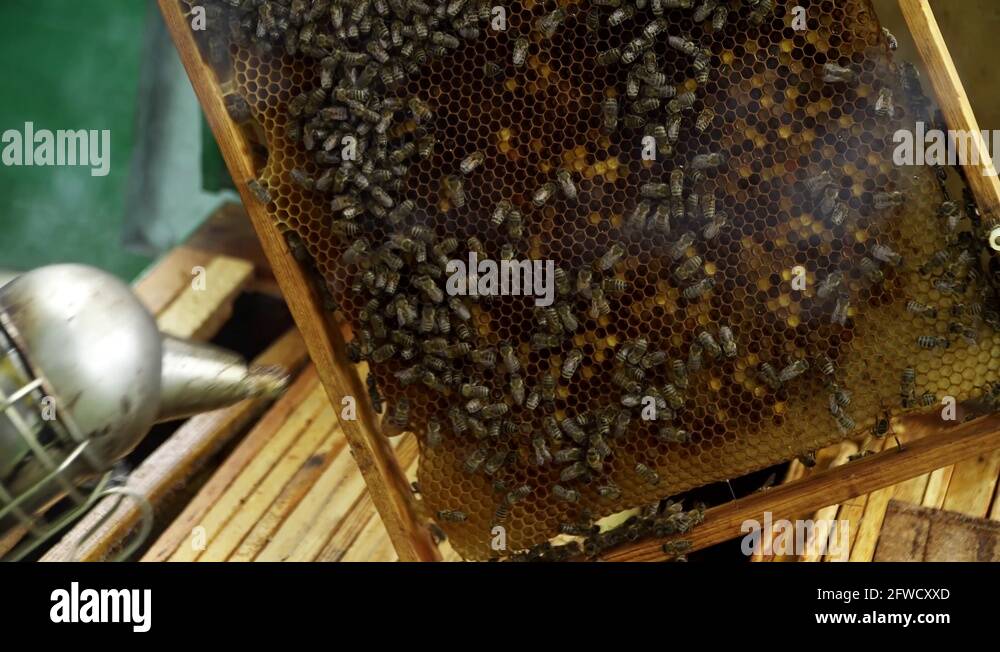 Spraying device Stock Videos & Footage - HD and 4K Video Clips - Alamy