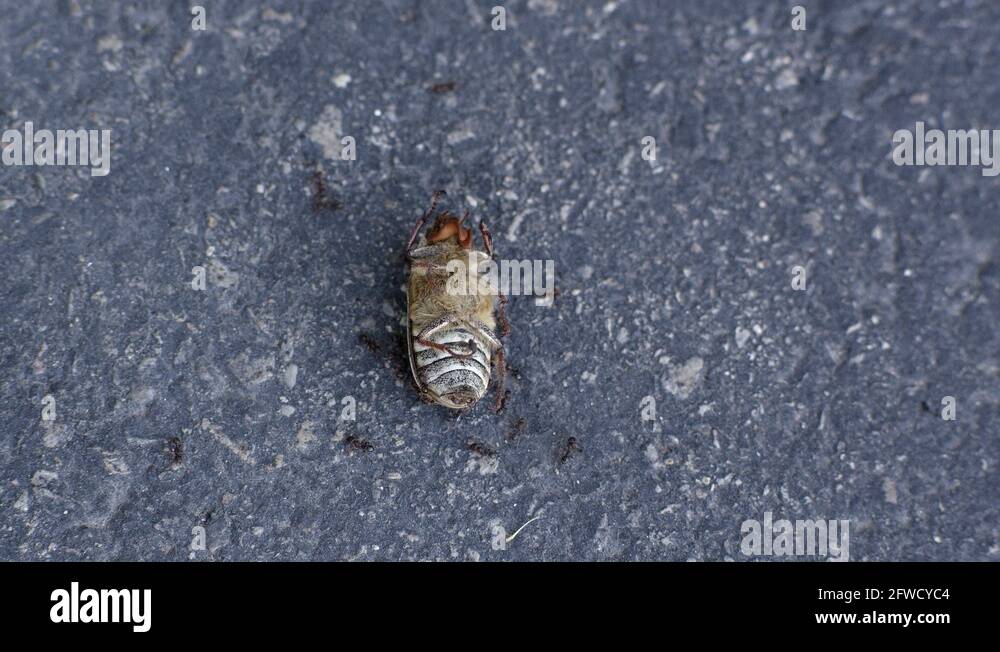 Junebug Stock Videos & Footage - HD and 4K Video Clips - Alamy