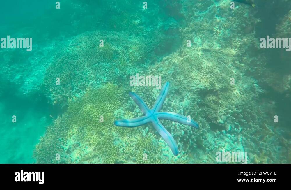 snorkeling shallow water Stock Video Footage - Alamy