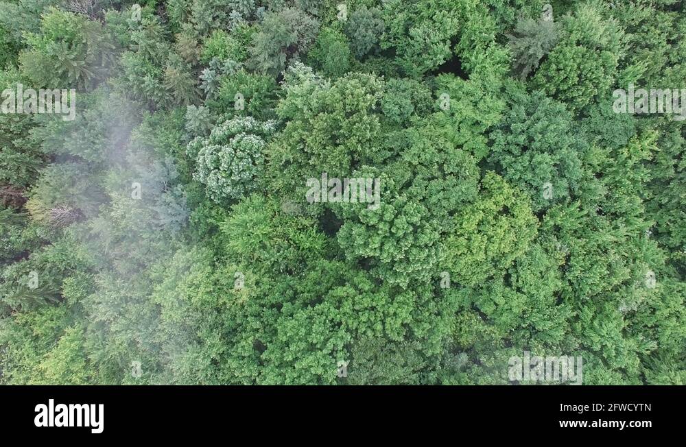 Temperate forest in north america Stock Videos & Footage - HD and 4K ...