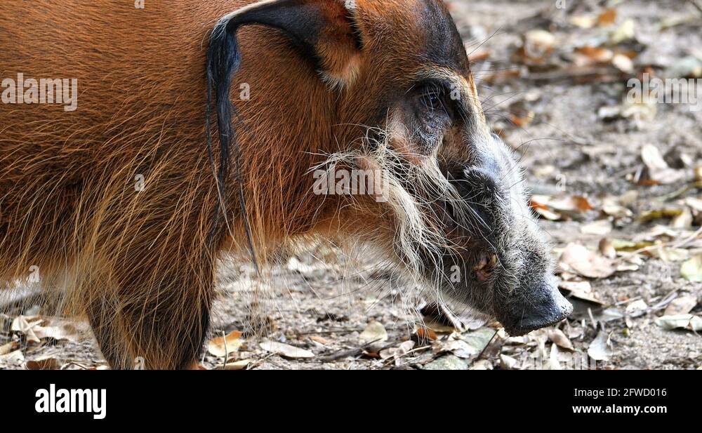 Animal hog Stock Videos & Footage - HD and 4K Video Clips - Alamy