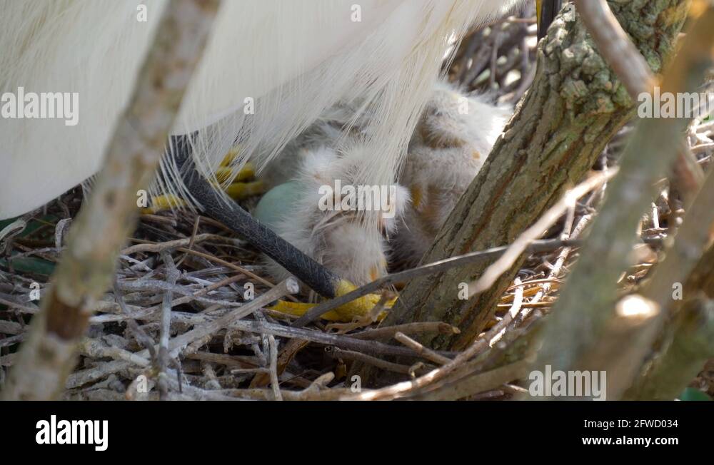 Little egret nest Stock Videos & Footage - HD and 4K Video Clips - Alamy