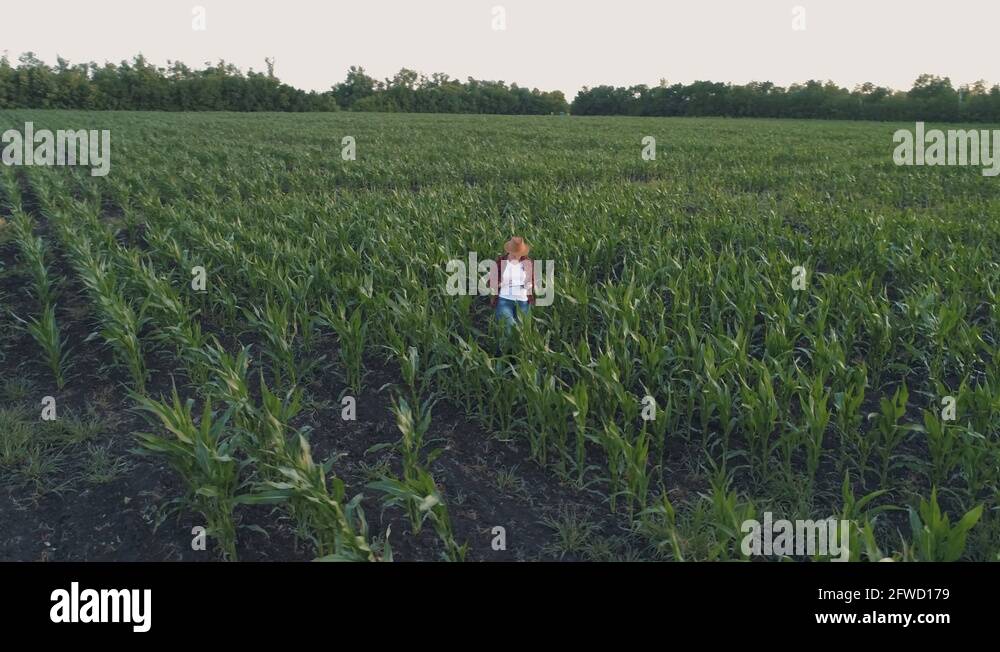 farmer monitors the corn crop. Aerial survey. Corn field top view. 4K ...