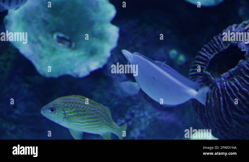 Big nose fish Stock Videos & Footage - HD and 4K Video Clips - Alamy