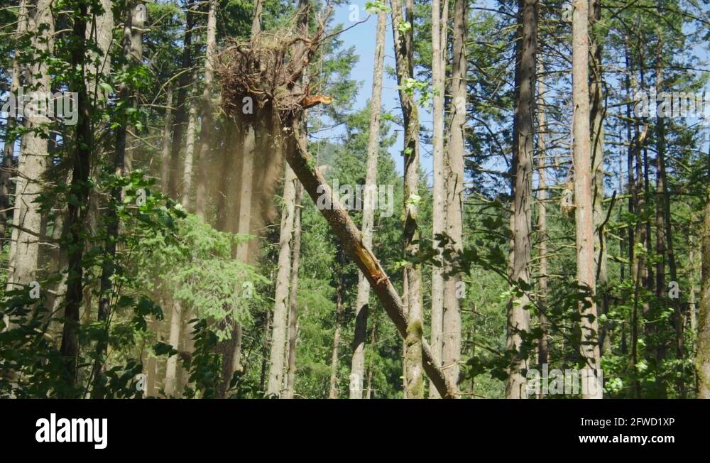 Ash tree root Stock Videos & Footage - HD and 4K Video Clips - Alamy
