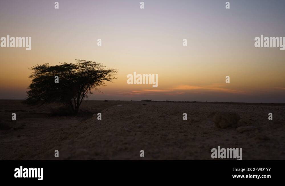 Qatar desert tree Stock Videos & Footage - HD and 4K Video Clips - Alamy