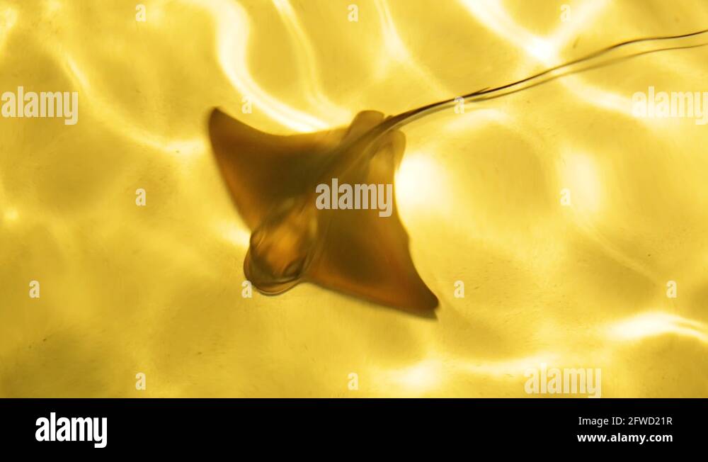 Bottom basin Stock Videos & Footage - HD and 4K Video Clips - Alamy