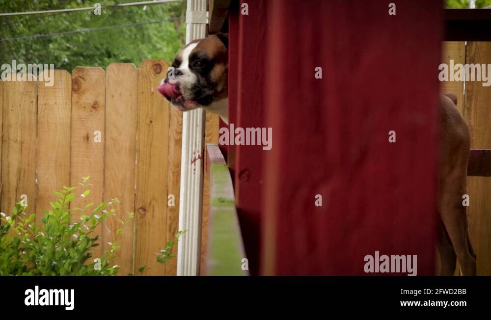 Dog looking back Stock Videos & Footage - HD and 4K Video Clips - Alamy