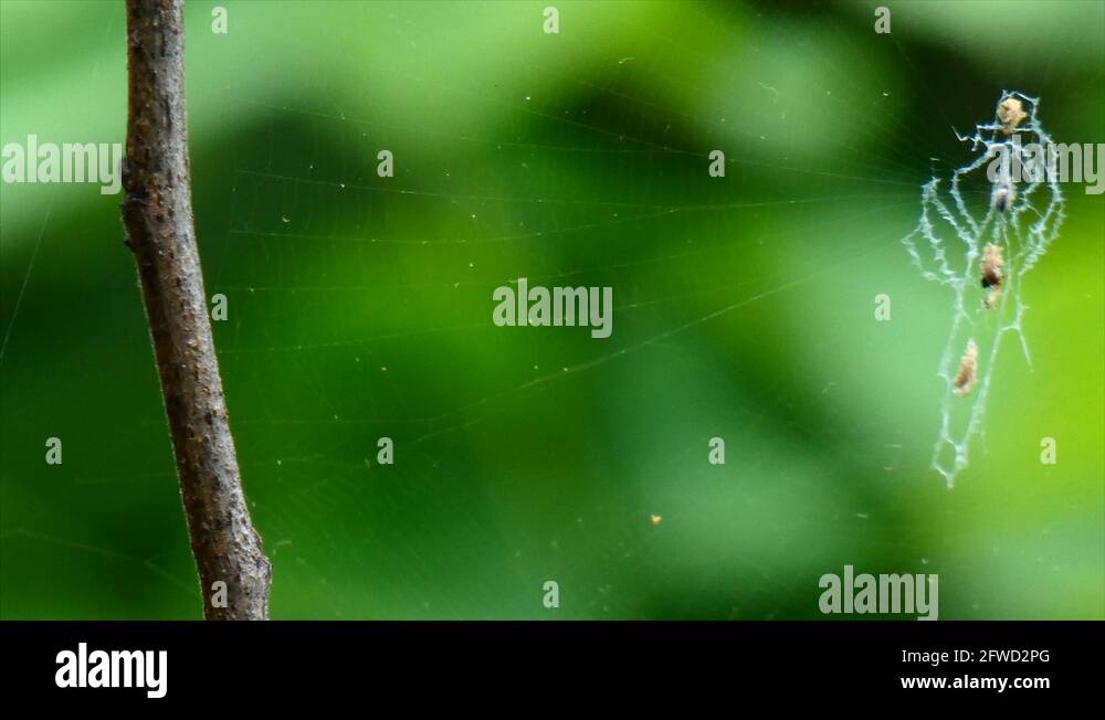 Spider web character power Stock Videos & Footage - HD and 4K Video ...