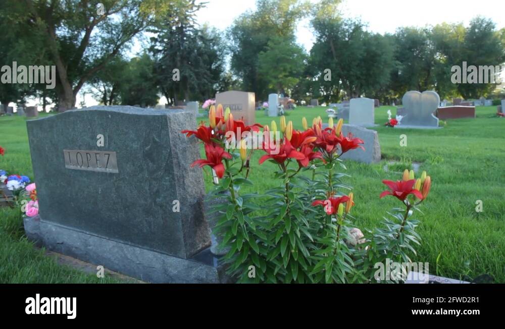Red flowers in cemetery Stock Videos & Footage - HD and 4K Video Clips ...