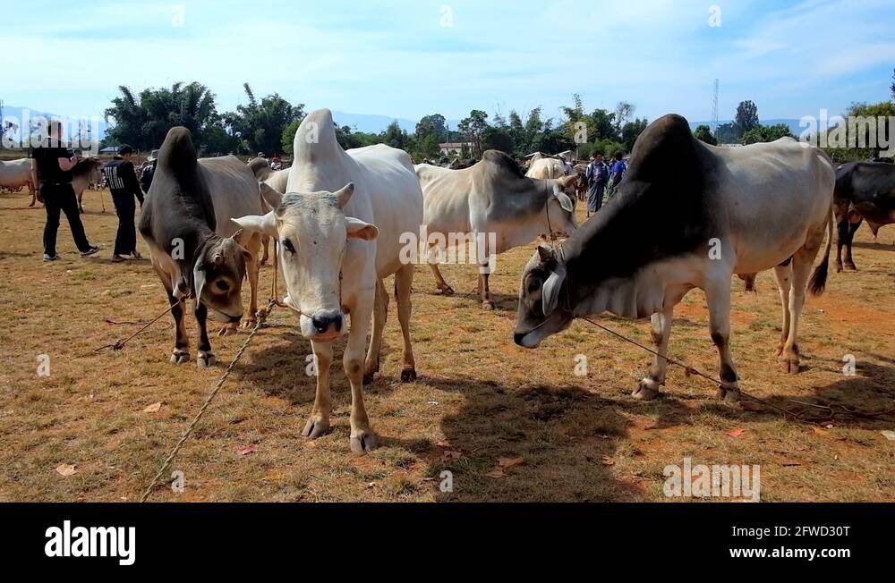 Cattle cows zebu cow Stock Videos & Footage - HD and 4K Video Clips - Alamy