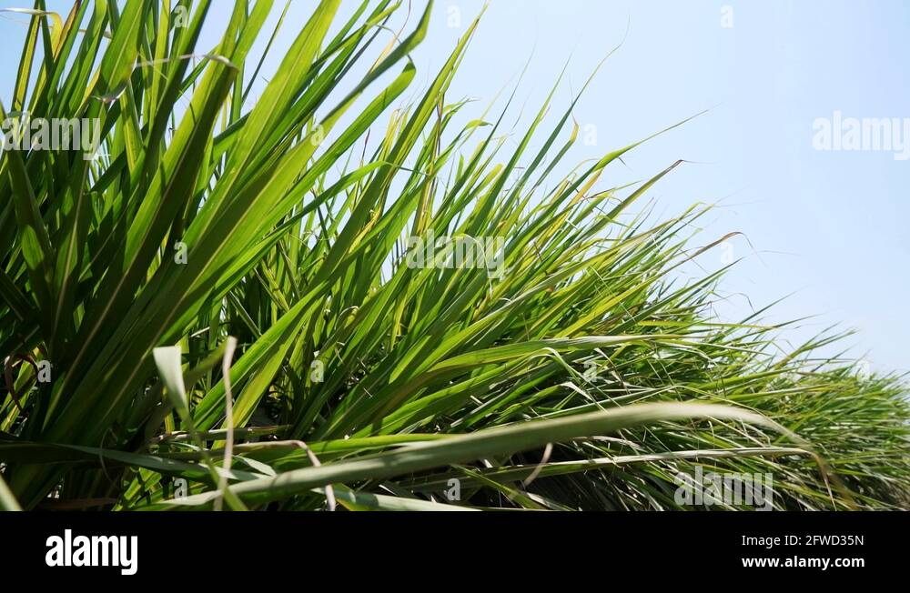 Monocropping of Sugar cane Stock Video Footage - Alamy