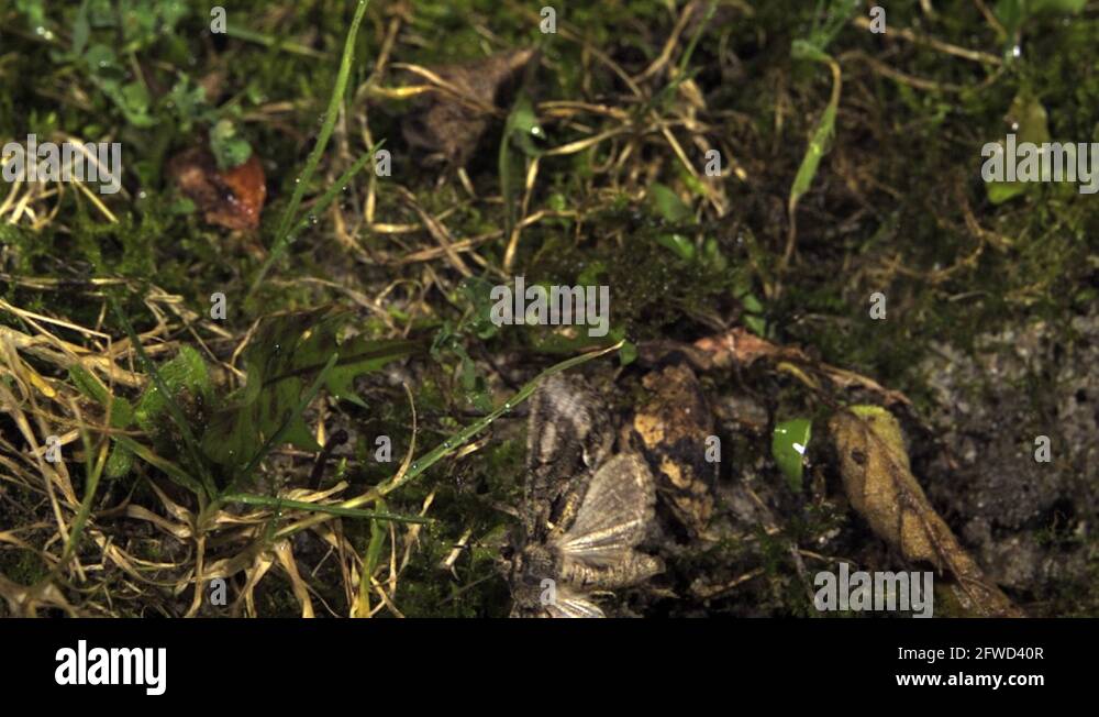 Flying moth Stock Videos & Footage - HD and 4K Video Clips - Alamy