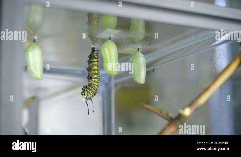 Monarch caterpillar molting Stock Videos & Footage - HD and 4K Video ...