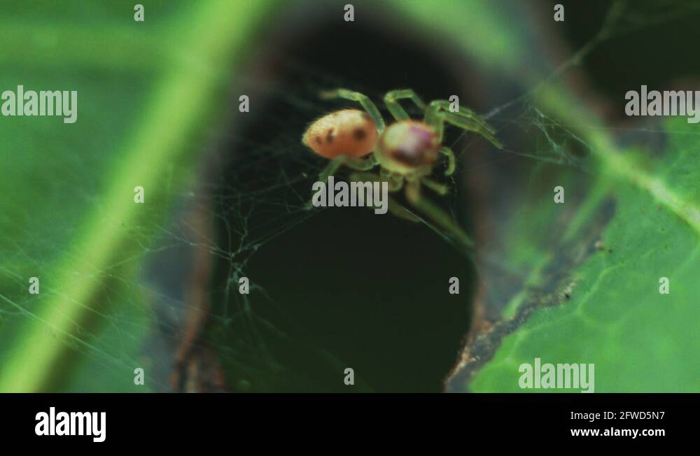 Smooth spider beetle Stock Videos & Footage - HD and 4K Video Clips - Alamy