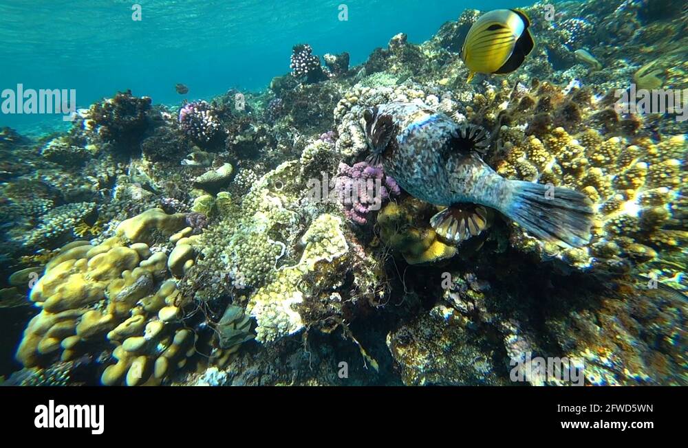 Diving in the Red sea. Posing the puffer fish over colorful coral reef ...