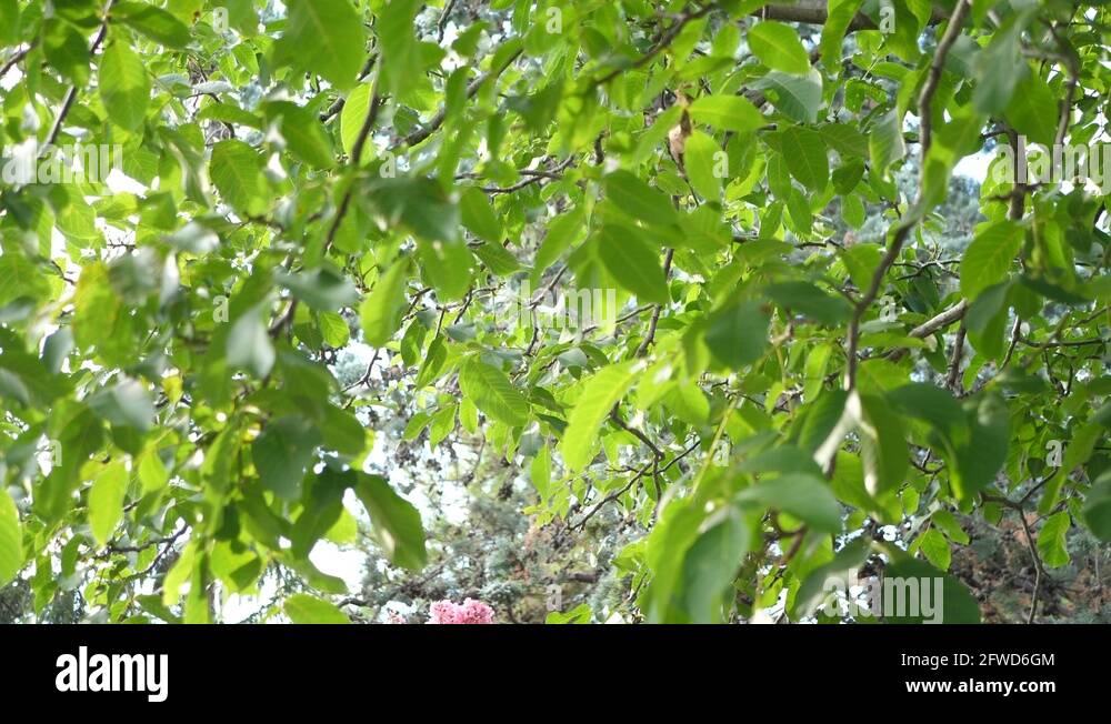 Leaves and garden branches Stock Videos & Footage - HD and 4K Video ...