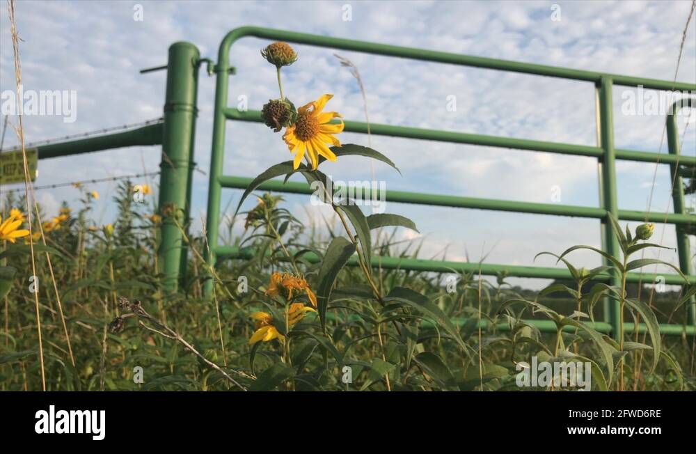 Wild gate Stock Videos & Footage - HD and 4K Video Clips - Alamy