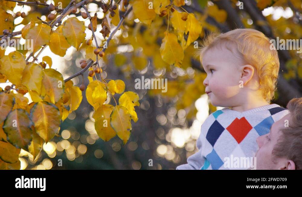 Little boy touch tree Stock Videos & Footage - HD and 4K Video Clips ...