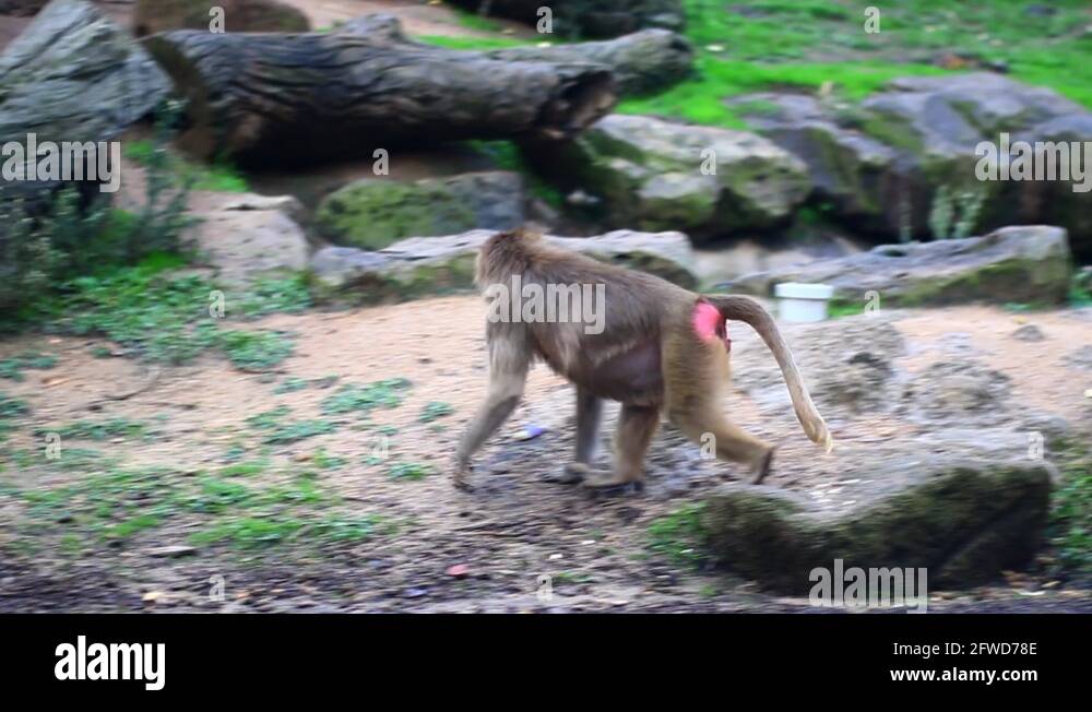 Monkey habitat zoo Stock Videos & Footage - HD and 4K Video Clips - Alamy
