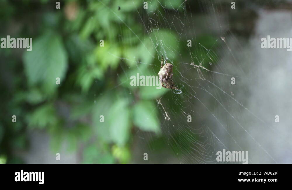 Spider with beetle Stock Videos & Footage - HD and 4K Video Clips - Alamy