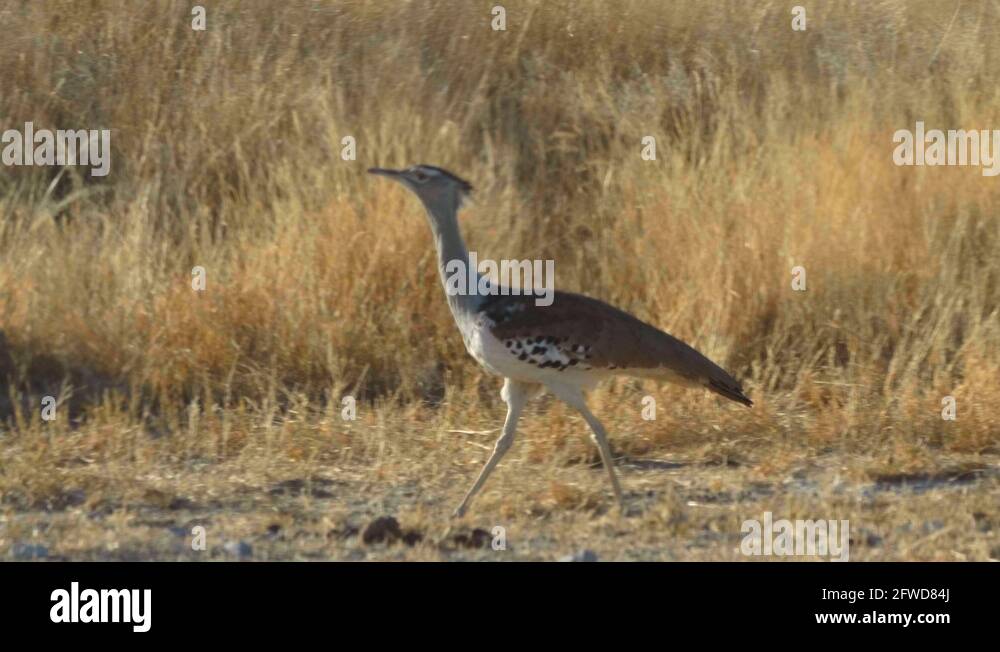 Head bobbing bird Stock Videos & Footage - HD and 4K Video Clips - Alamy