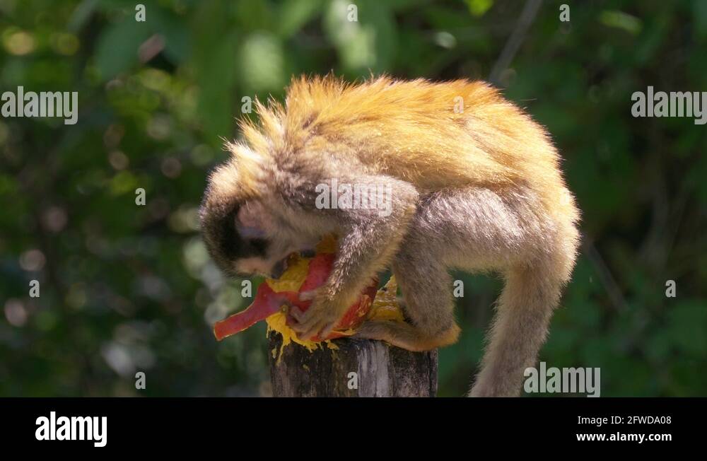 Monkey eating a mango Stock Videos & Footage - HD and 4K Video Clips ...