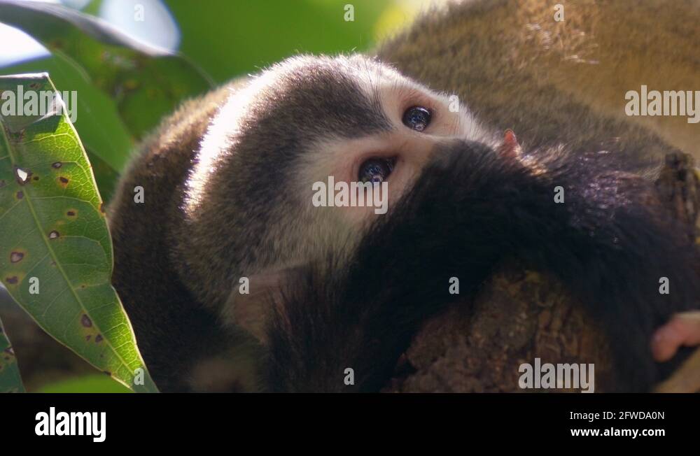 Curled up squirrel Stock Videos & Footage - HD and 4K Video Clips - Alamy